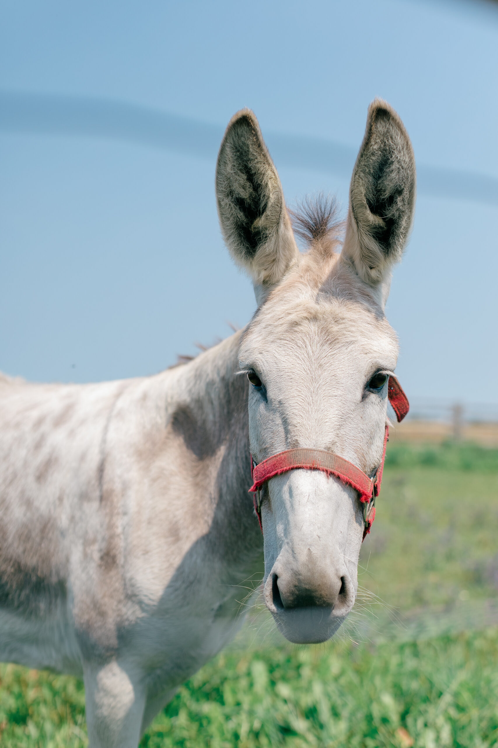 A Summer Wedding at Barn Swallow Fields | Guelph, On | Showit Blog